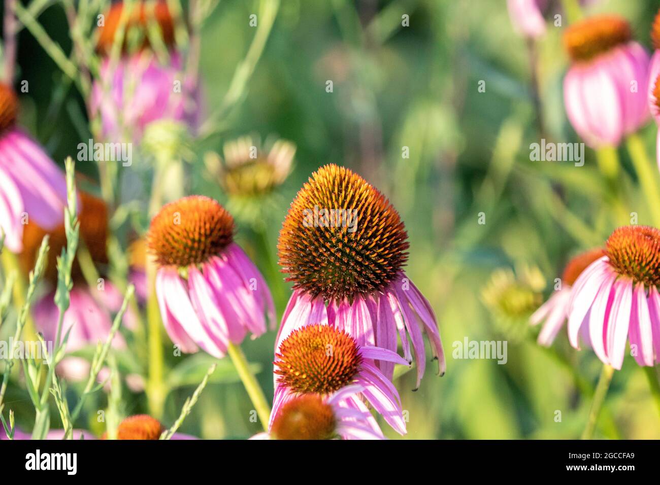 Flower. Wild flower. Coneflower -flowering plants in the daisy family ...