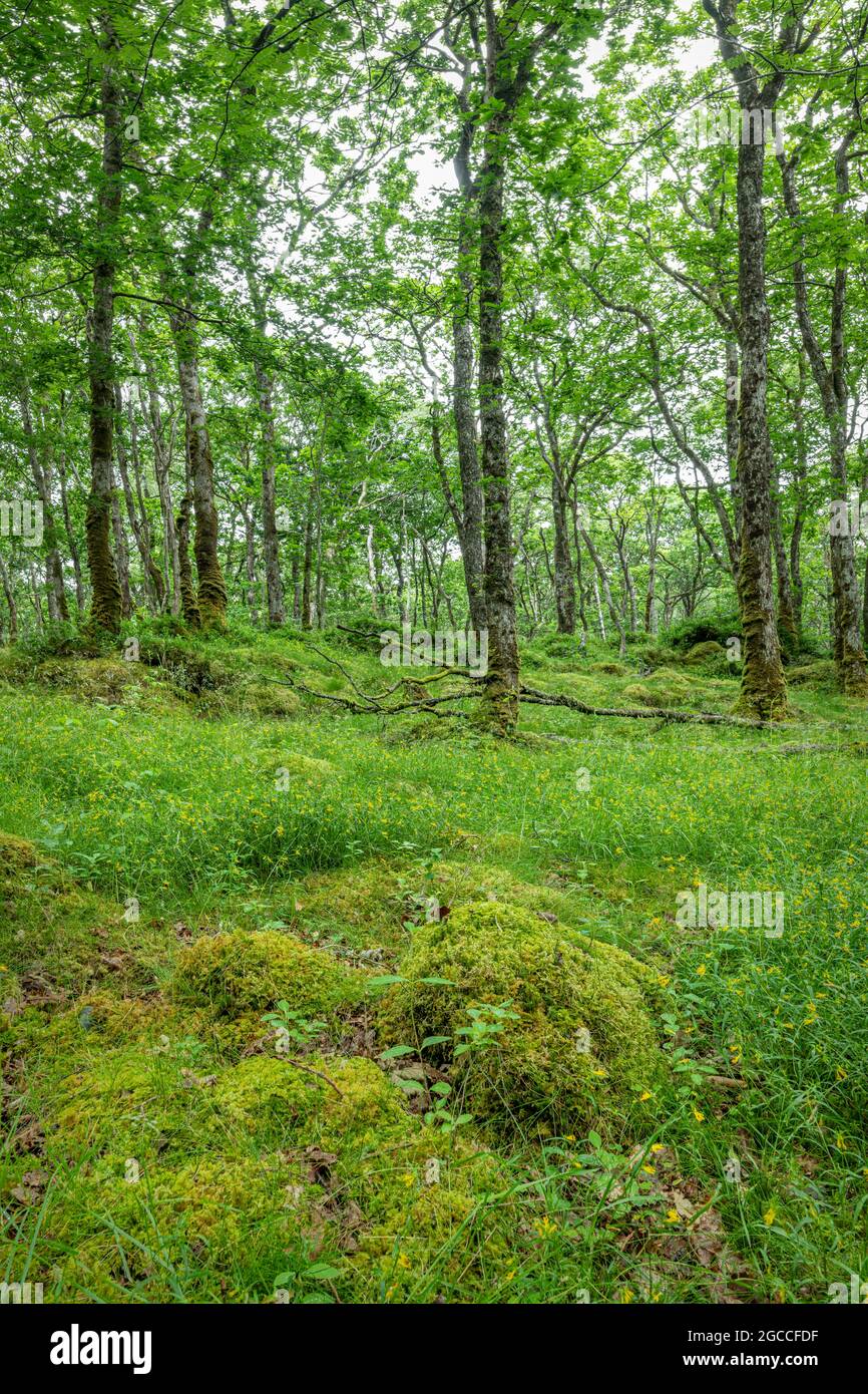 Cree light hi-res stock photography and images - Alamy