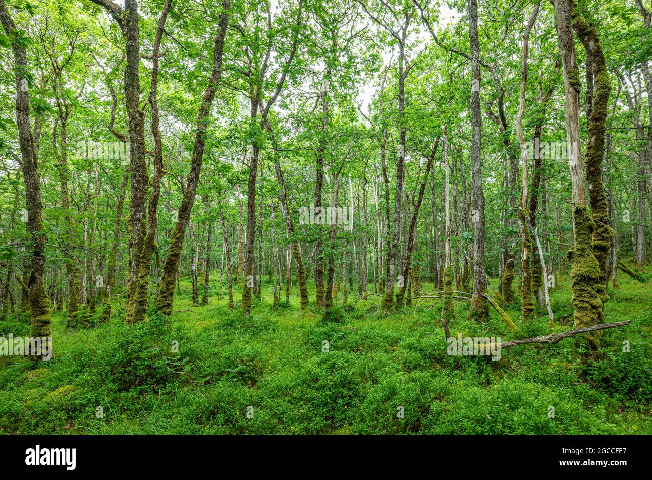 Cree woodland green forest scotland hi-res stock photography and images ...