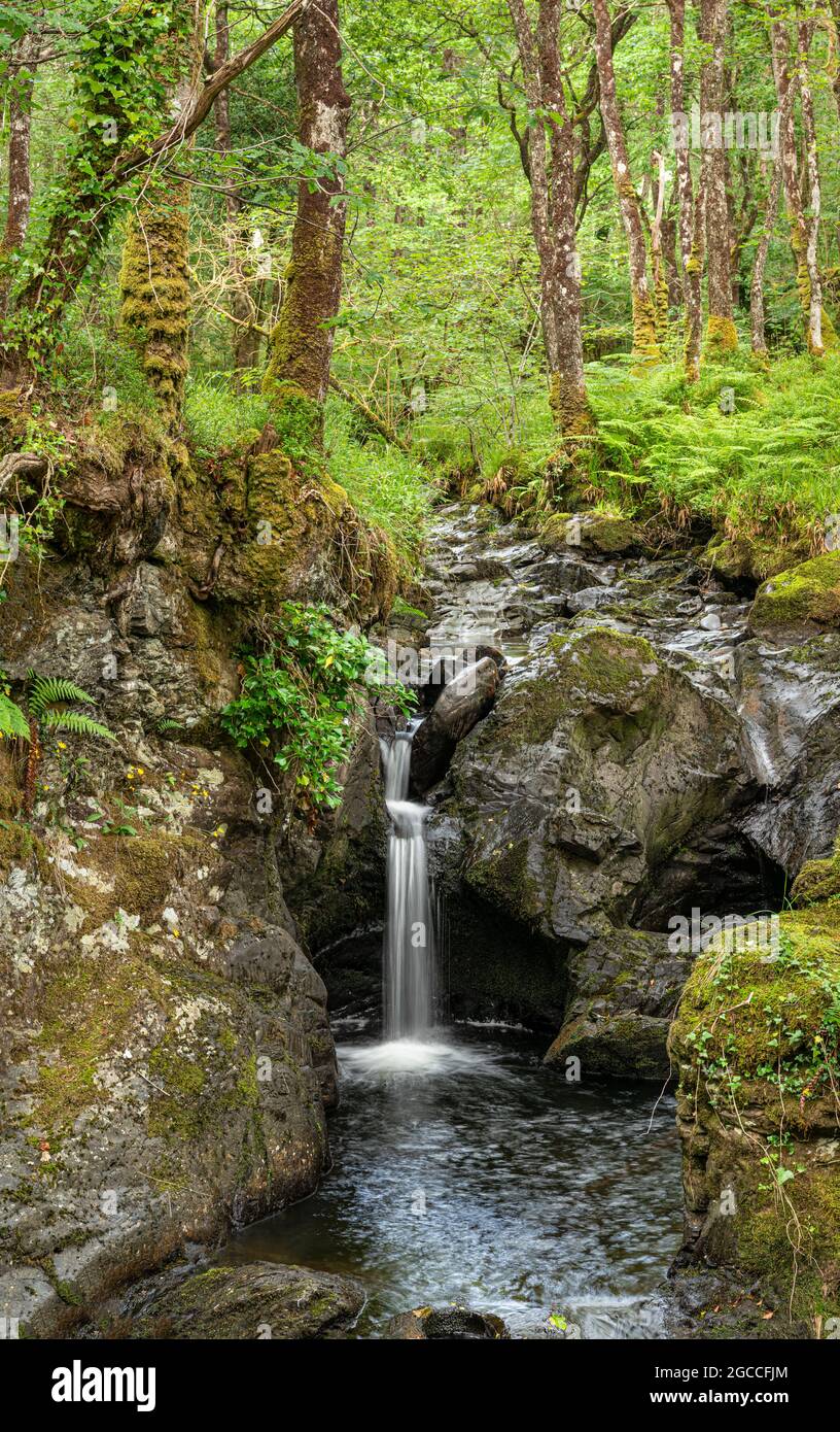 Waterfall on Cordorcan Burn in the Wood of Cree Scottish Rain Forest in ...