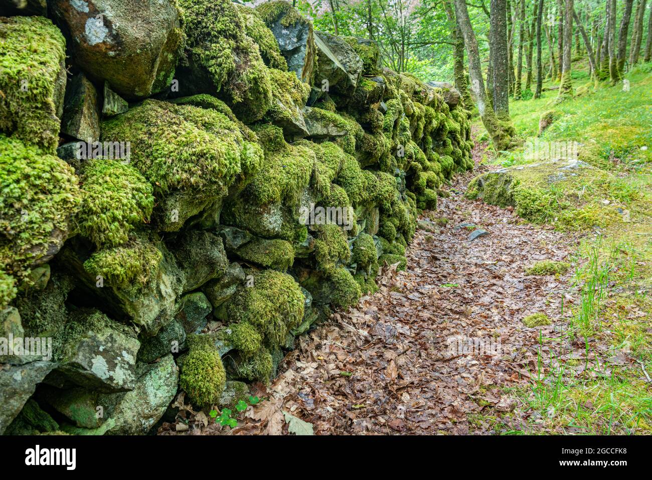 Moss covered dry stone wall in the Wood of Cree Scottish Rain Forest in ...