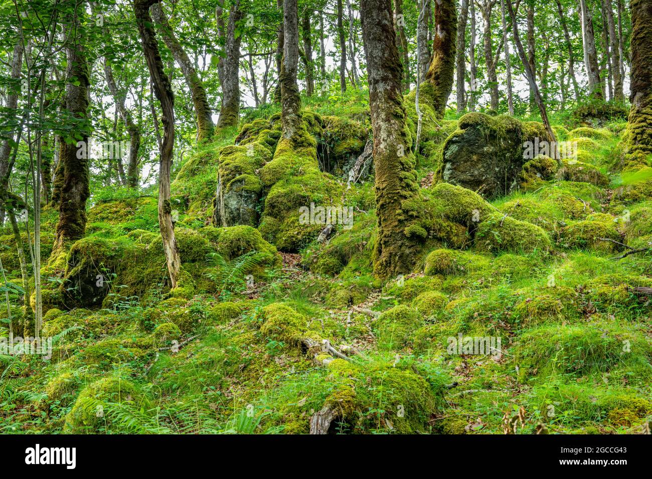 Wood of Cree Scottish Rain Forest in The Galloway National Forest Stock ...