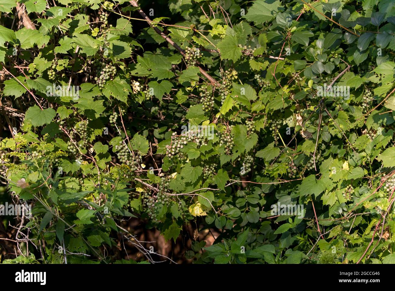 Native riverbank nature flora hi-res stock photography and images - Alamy