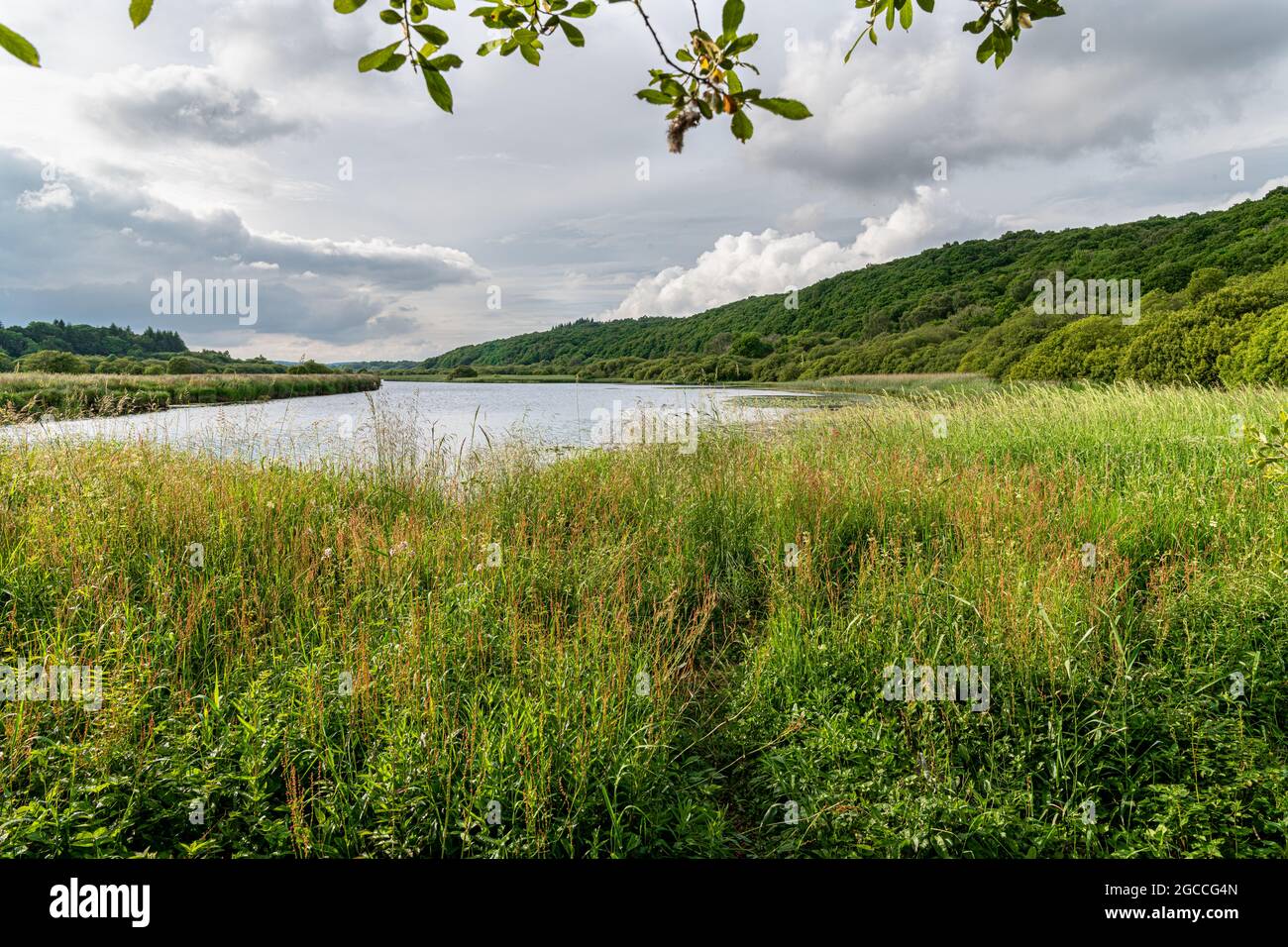 River Cree in the Wood of Cree in the Galloway National Forest in ...