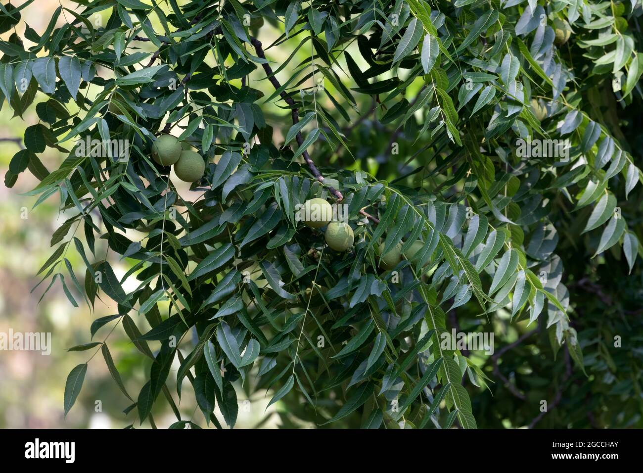 The eastern American black walnut (Juglans nigraa ) is native to North ...