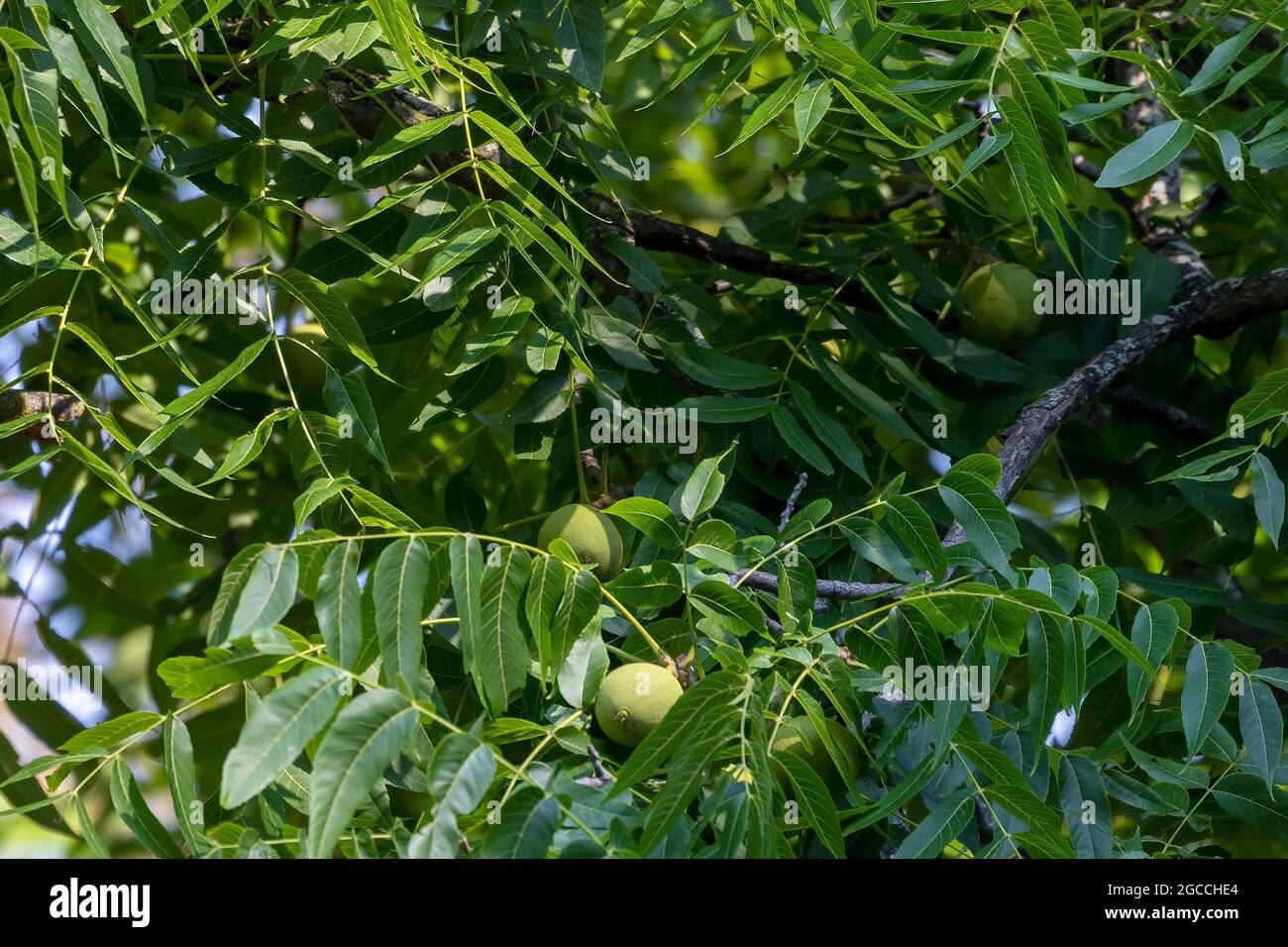 The eastern American black walnut (Juglans nigraa ) is native to North ...