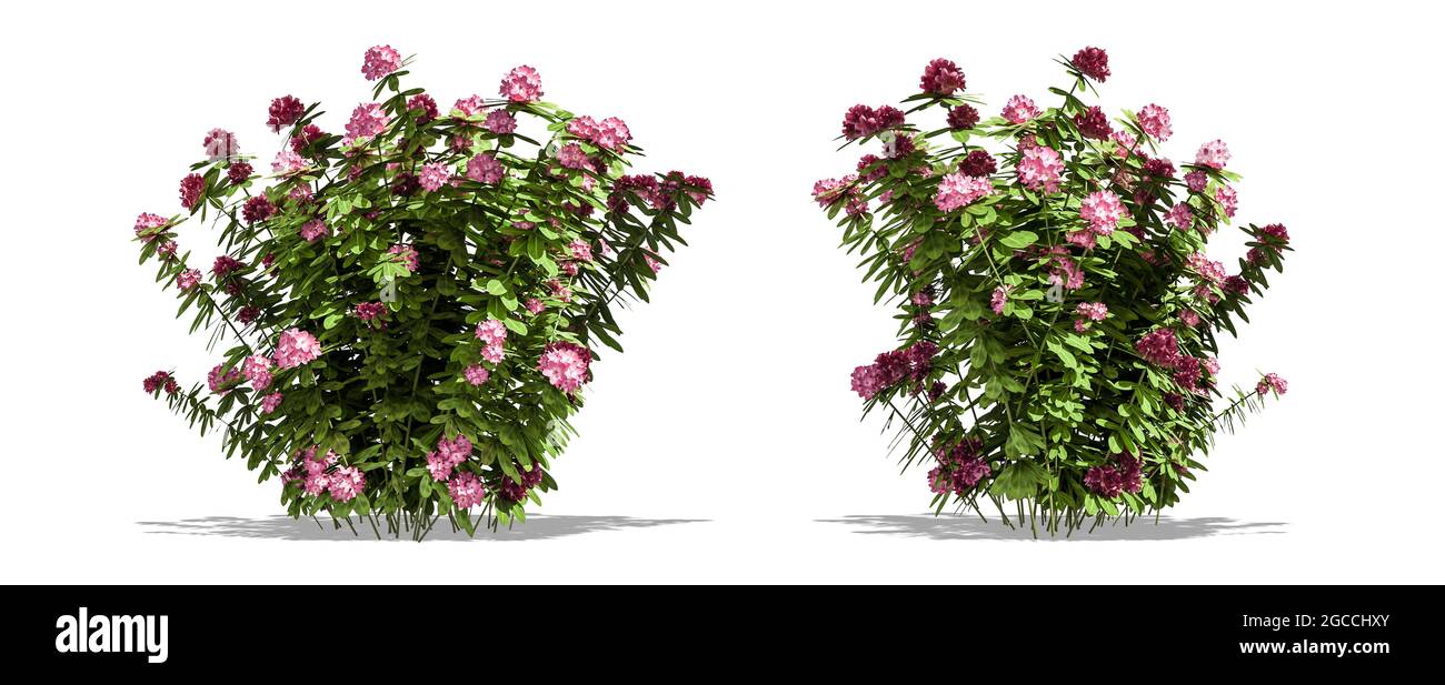 Beautiful tree isolated and cutting on a white background with clipping ...