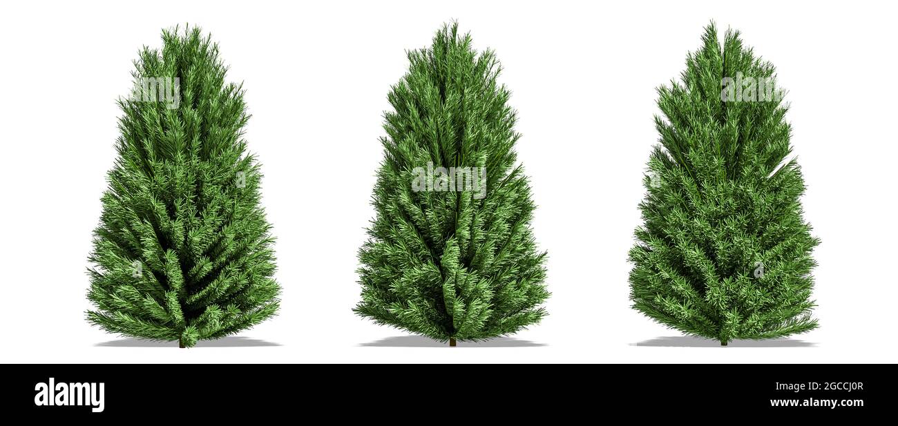 Beautiful tree isolated and cutting on a white background with clipping ...