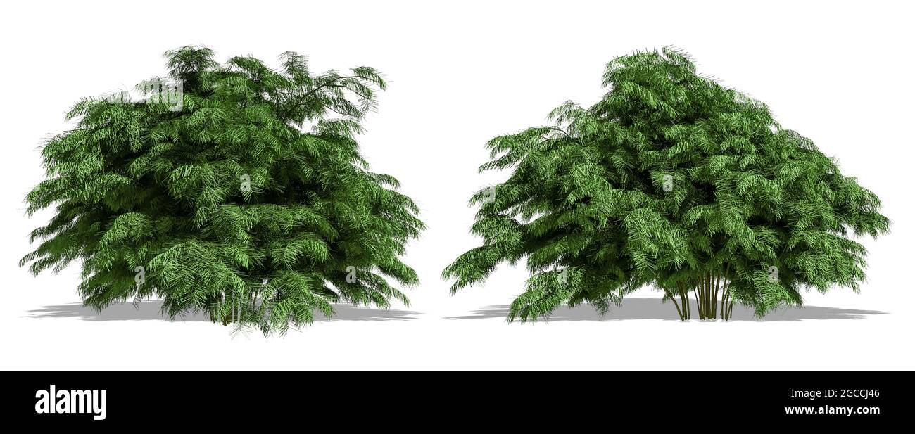 Beautiful tree isolated and cutting on a white background with clipping ...