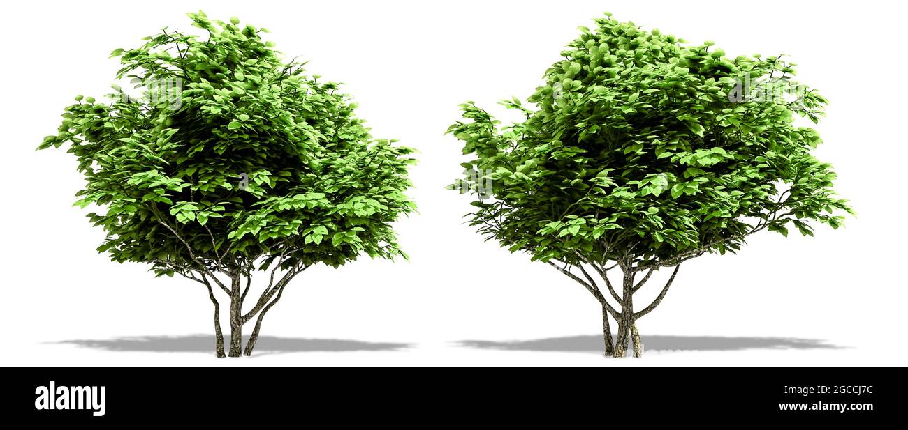 Beautiful tree isolated and cutting on a white background with clipping ...