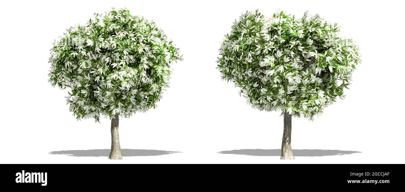 Beautiful tree isolated and cutting on a white background with clipping ...