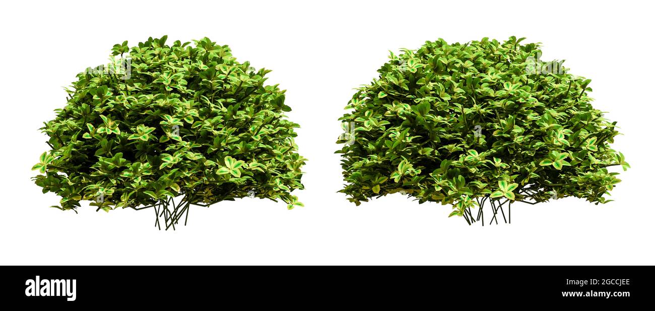 Beautiful tree isolated and cutting on a white background with clipping ...