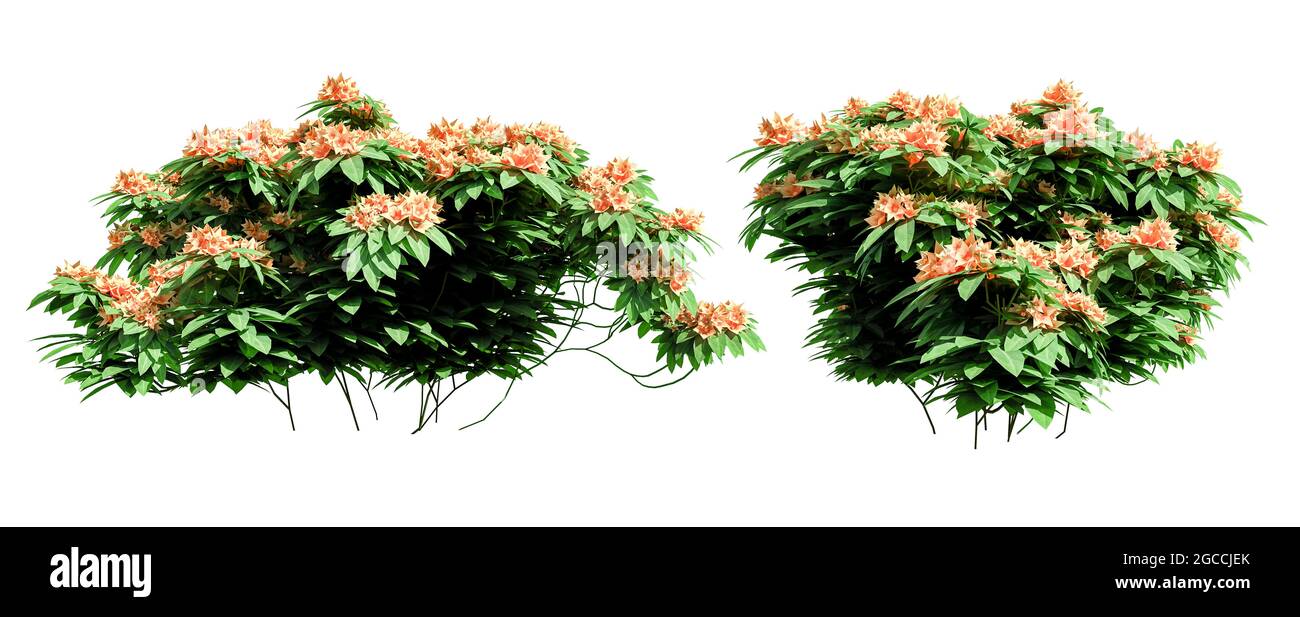 Beautiful tree isolated and cutting on a white background with clipping ...