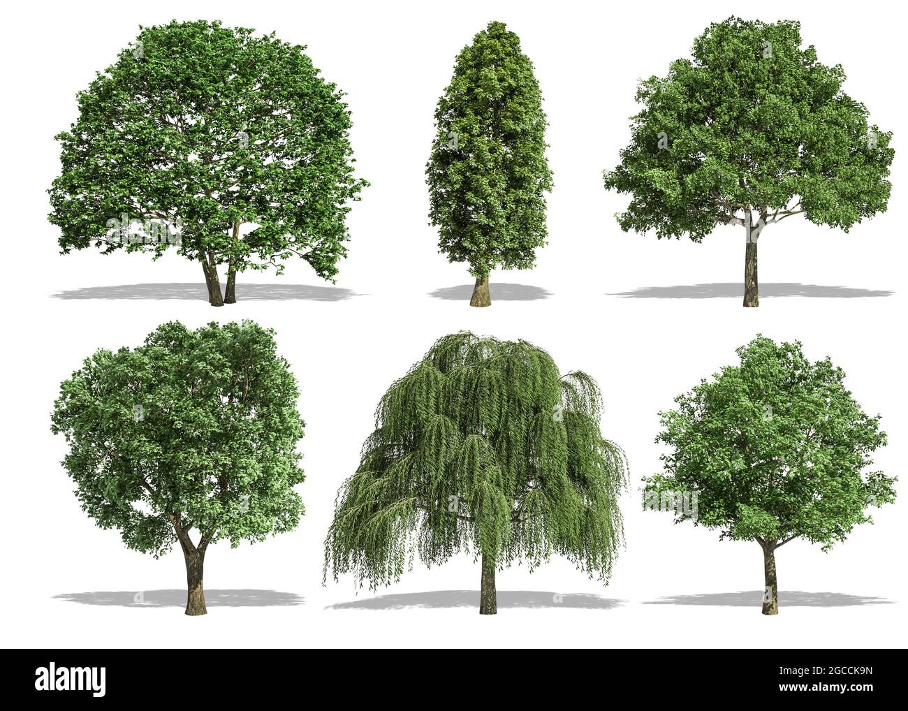 Beautiful collection tree isolated and cutting on a white background ...