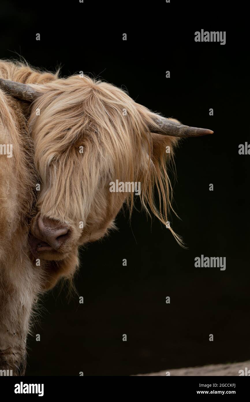 A pale coloured highland cow against a black background Stock Photo - Alamy