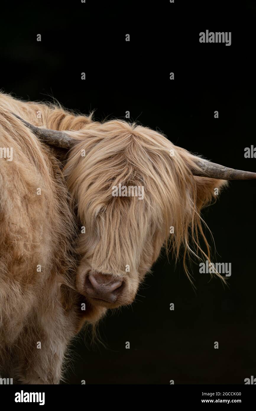 A pale coloured highland cow against a black background Stock Photo - Alamy