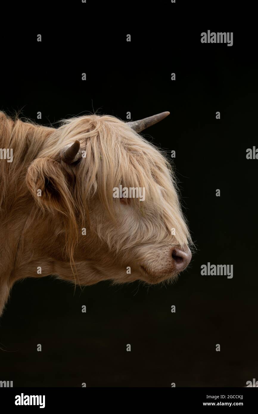 A pale coloured highland cow against a black background Stock Photo - Alamy
