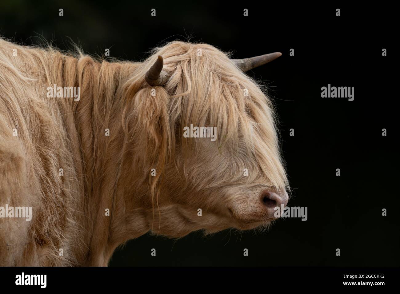 A pale coloured highland cow against a black background Stock Photo - Alamy