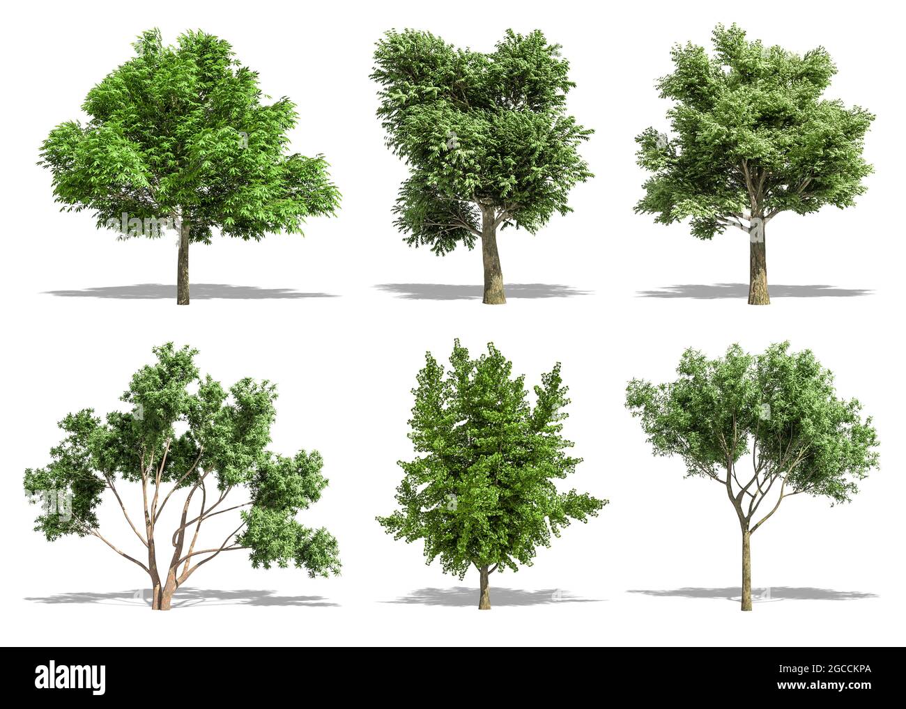 Beautiful collection tree isolated and cutting on a white background ...