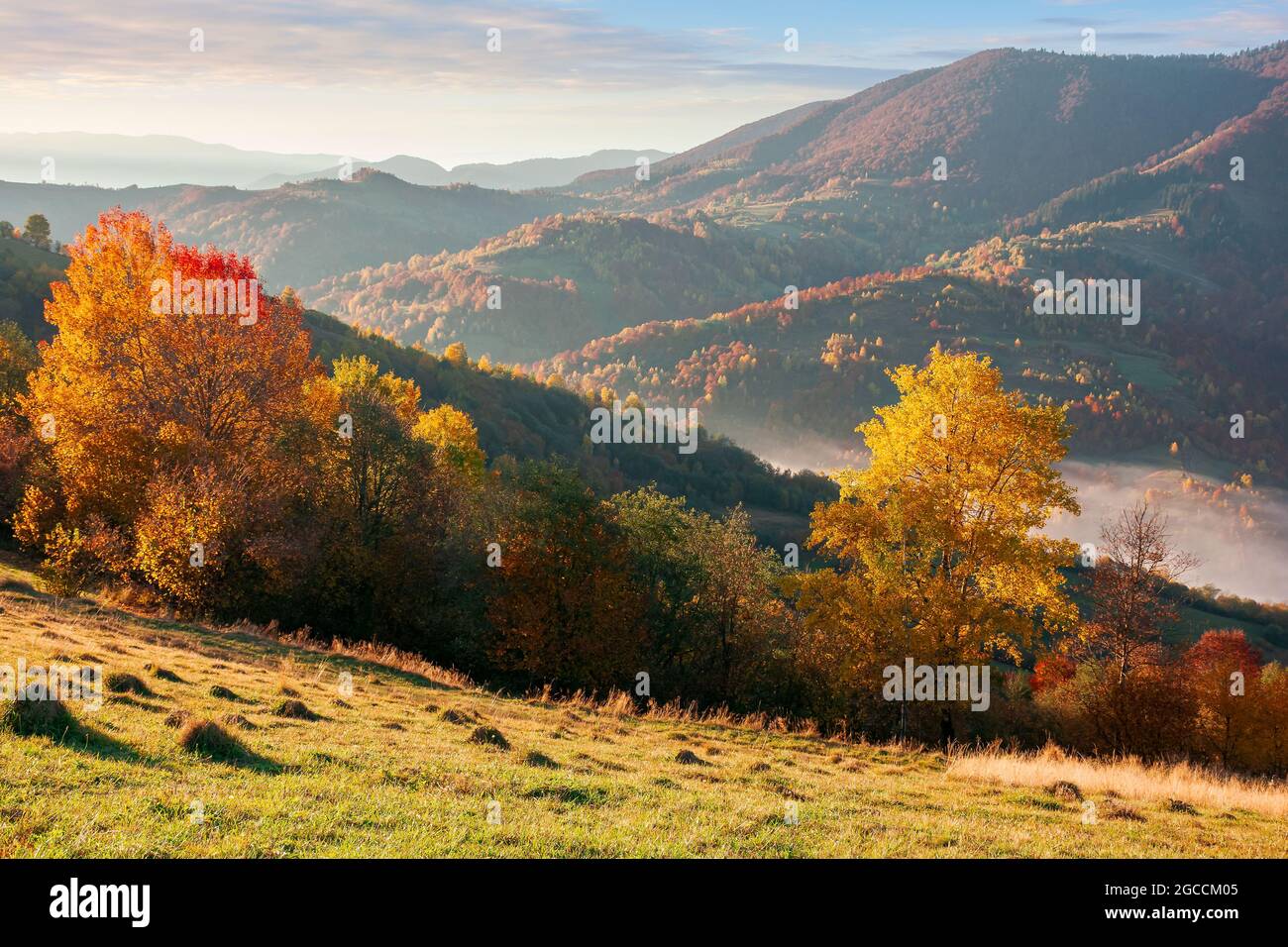 countryside rural landscape in autumn. trees in colorful foliage on ...