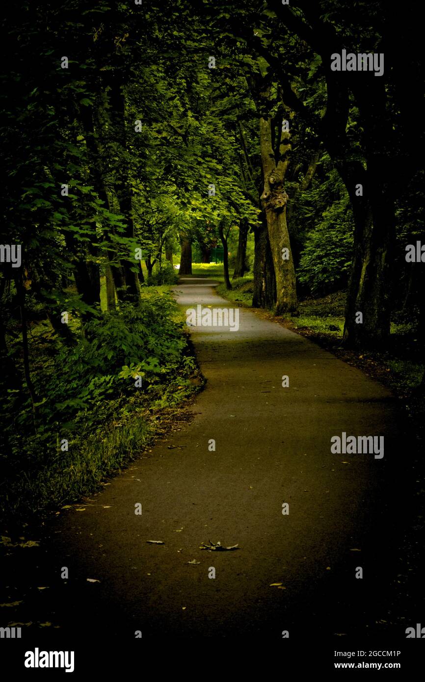 road into nature, flanked by trees Stock Photo - Alamy