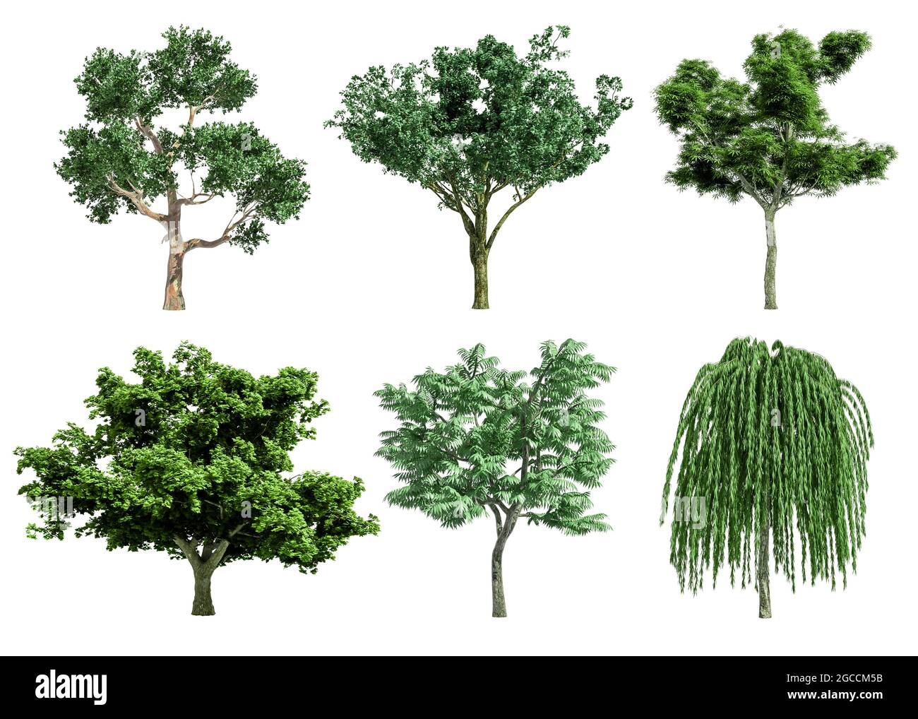 Beautiful collection tree isolated and cutting on a white background ...
