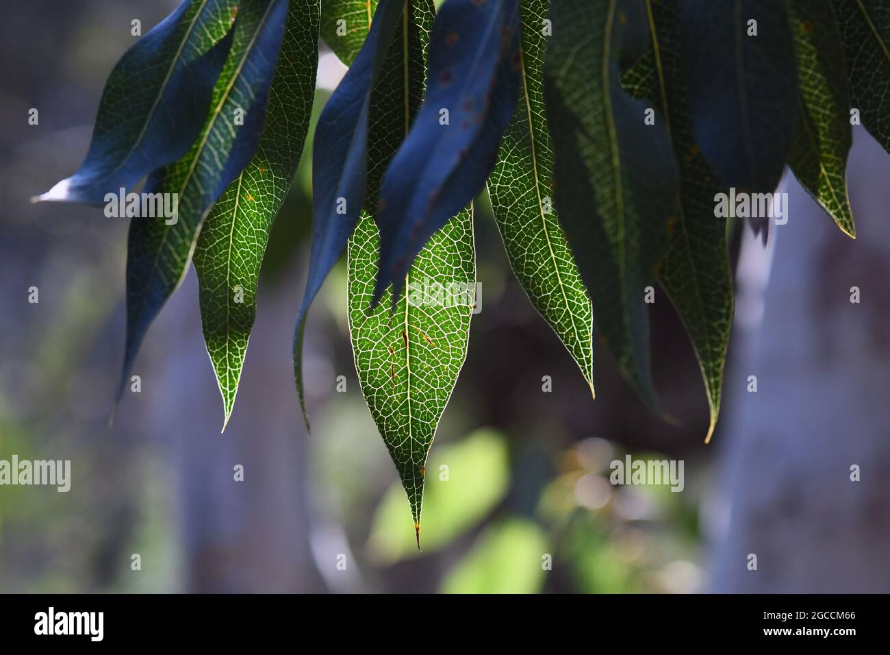 Australian nature background of back lit leaves of the native Protea ...