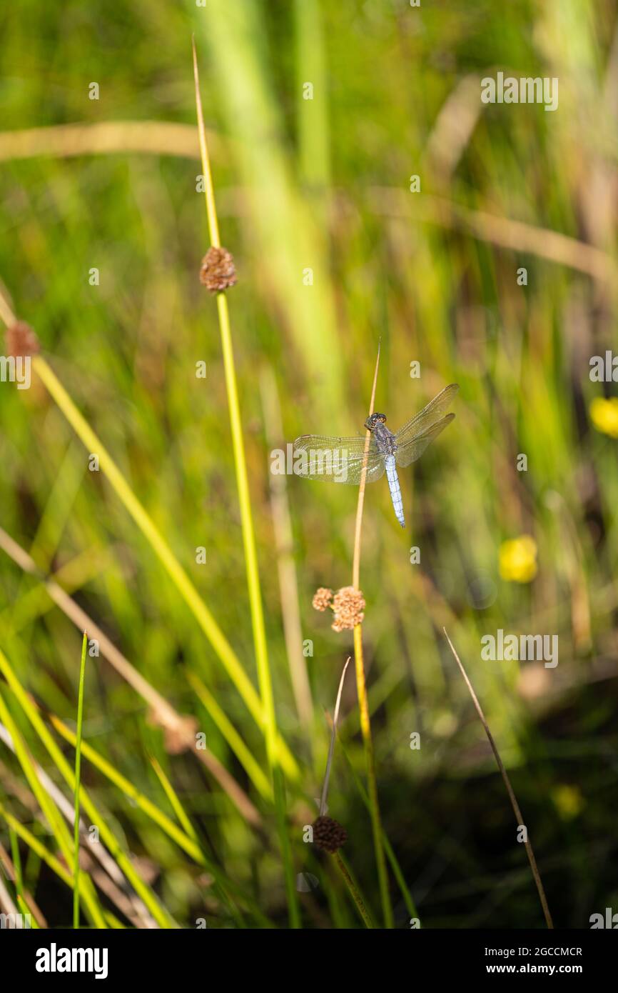 Dragonfly Gb High Resolution Stock Photography and Images - Alamy