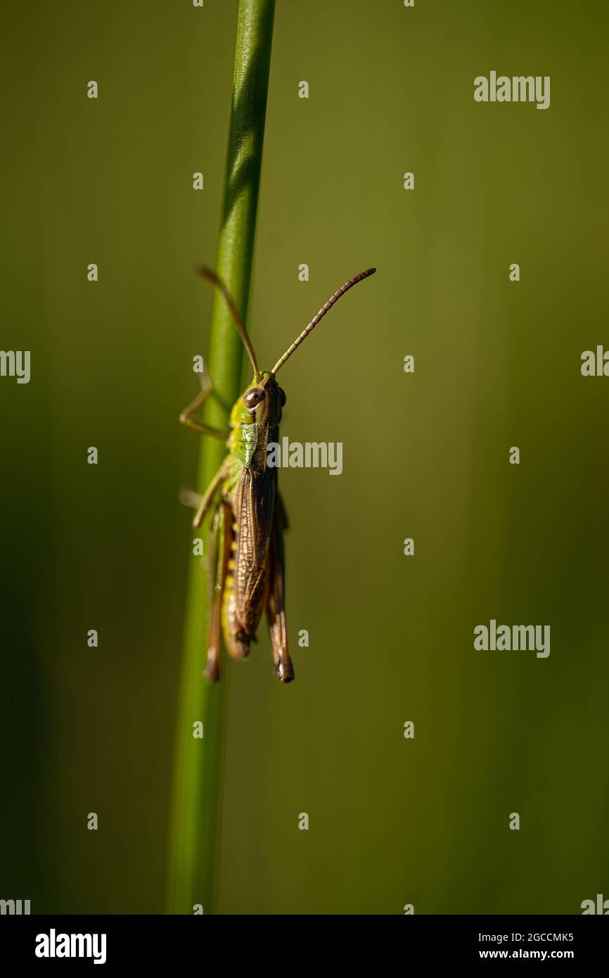 Common Green Grasshopper (Omocestus viridulus), UK Stock Photo - Alamy