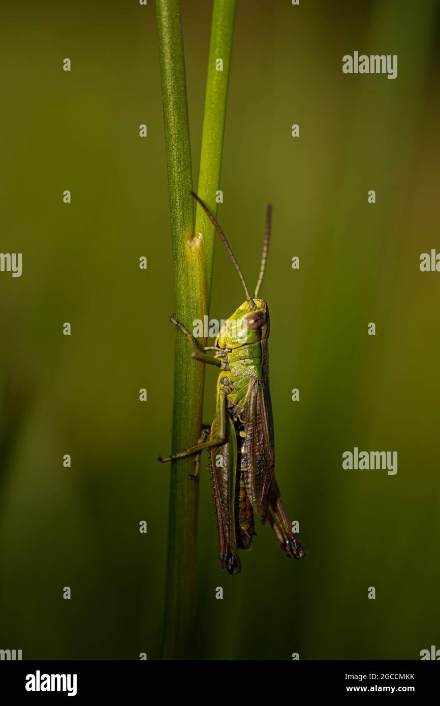 Common Green Grasshopper (Omocestus viridulus), UK Stock Photo - Alamy