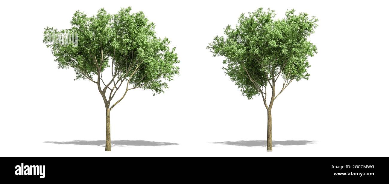 Beautiful Salix fragilis tree isolated and cutting on a white ...