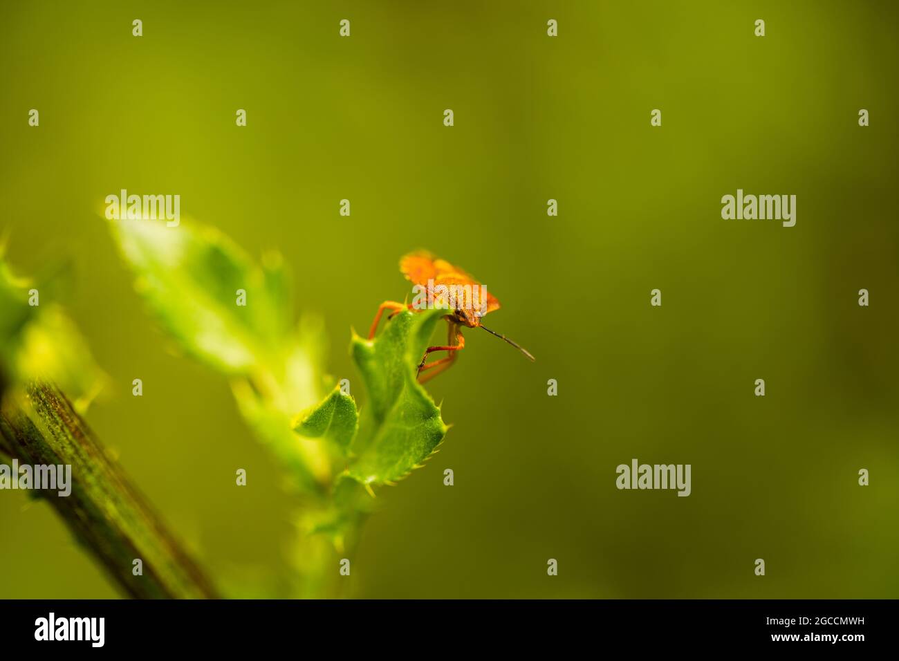 carpocoris pudicus, stink beetle in the field Stock Photo - Alamy