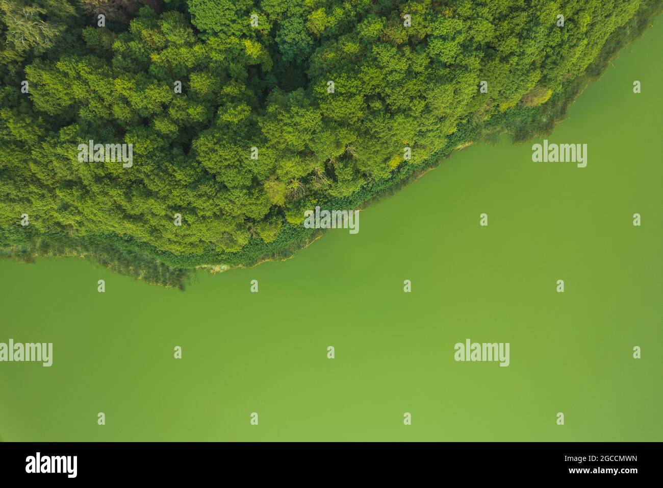 Top down view of green water lake Stock Photo - Alamy