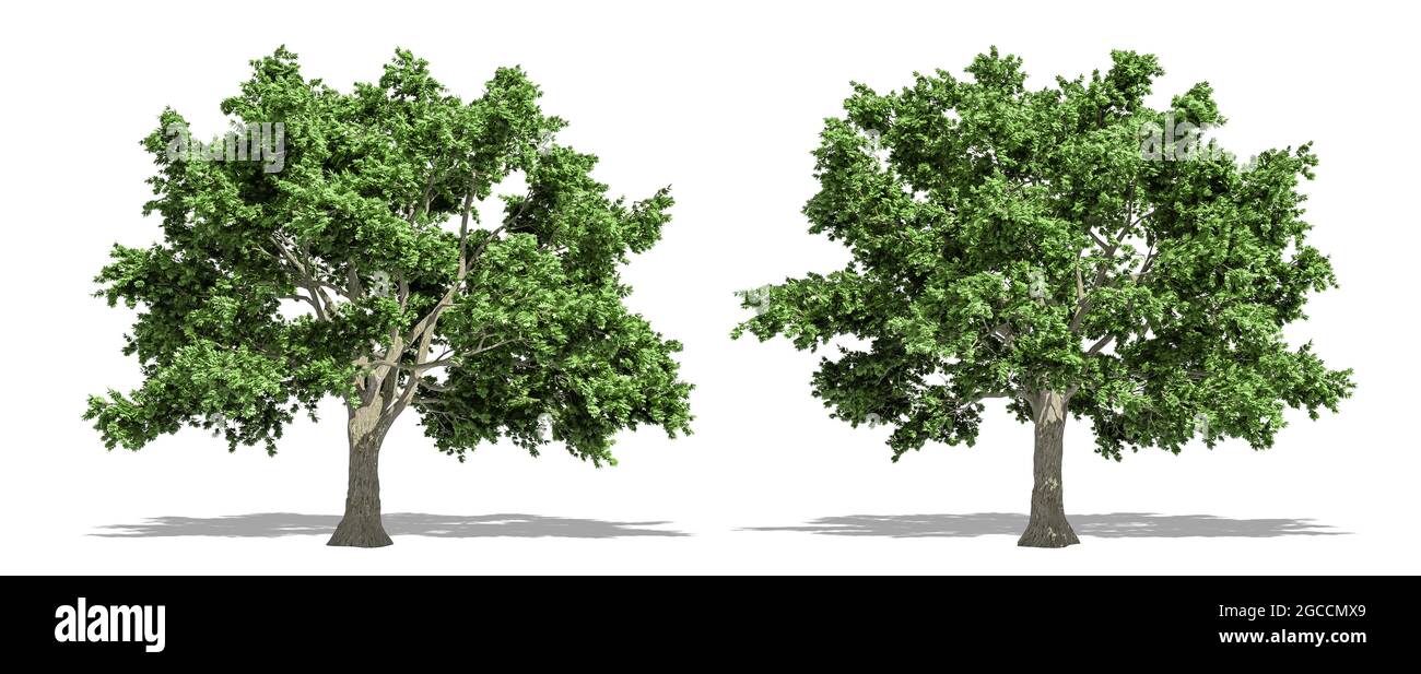 Acer saccharum spring Cut Out Stock Images & Pictures - Alamy