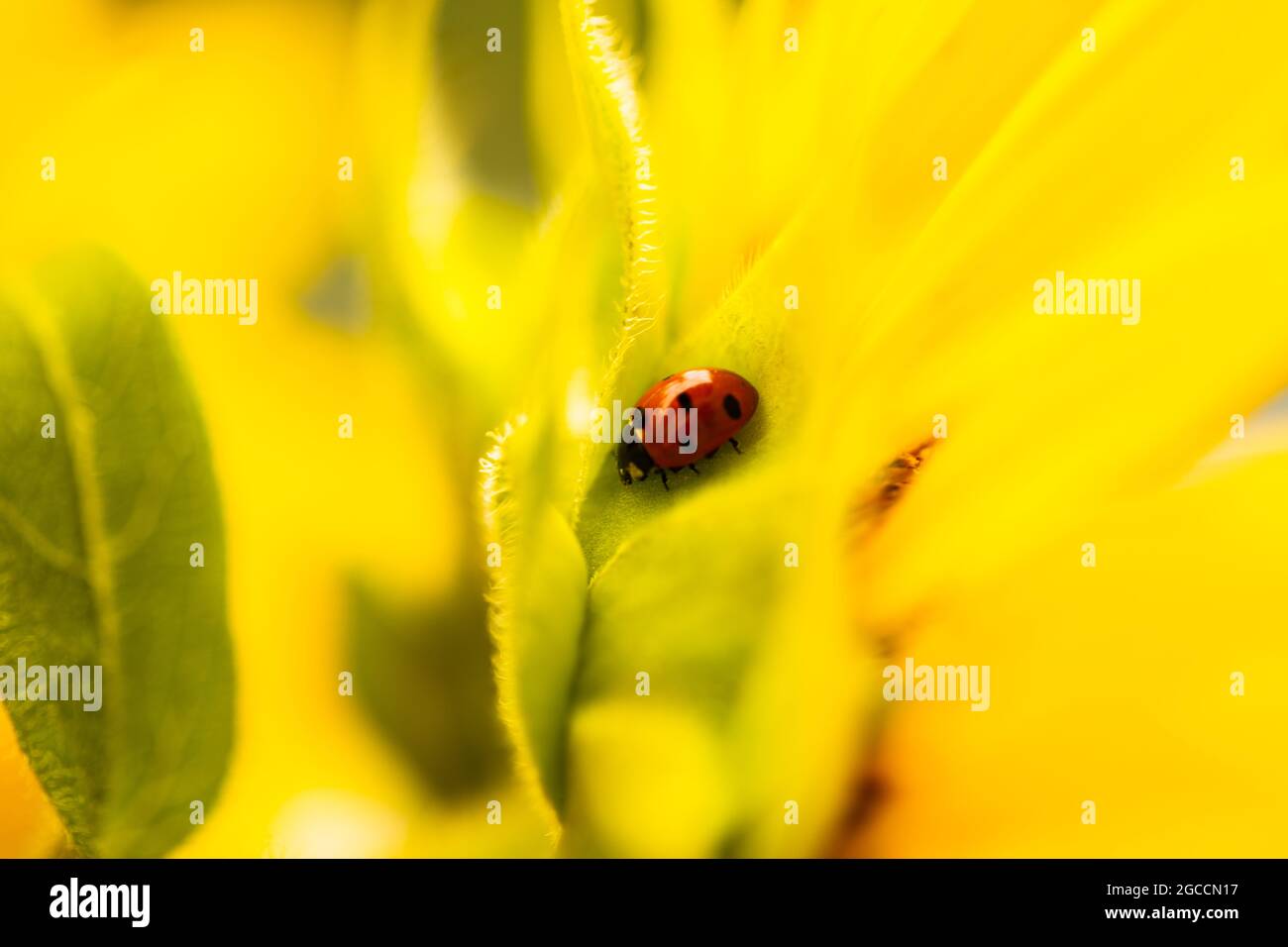 Ladybug on sunflower, summer time, beetle time, postcard Stock Photo ...