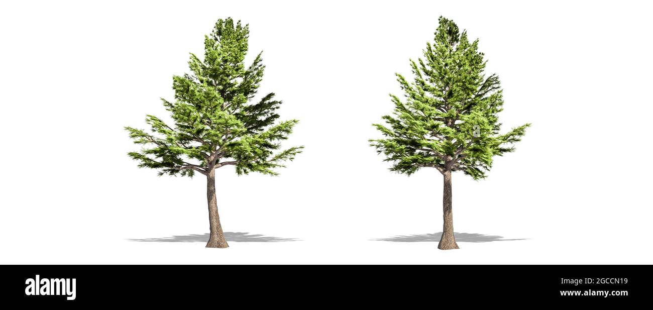 Beautiful Cedrus libani tree isolated and cutting on a white background ...