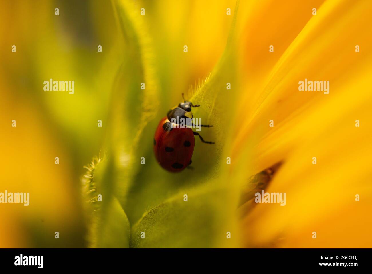 Ladybug on sunflower, summer time, beetle time, postcard Stock Photo ...