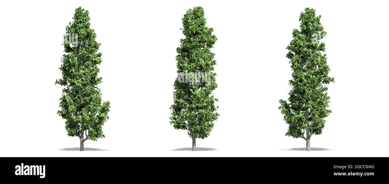 Beautiful Populus tree isolated and cutting on a white background with ...