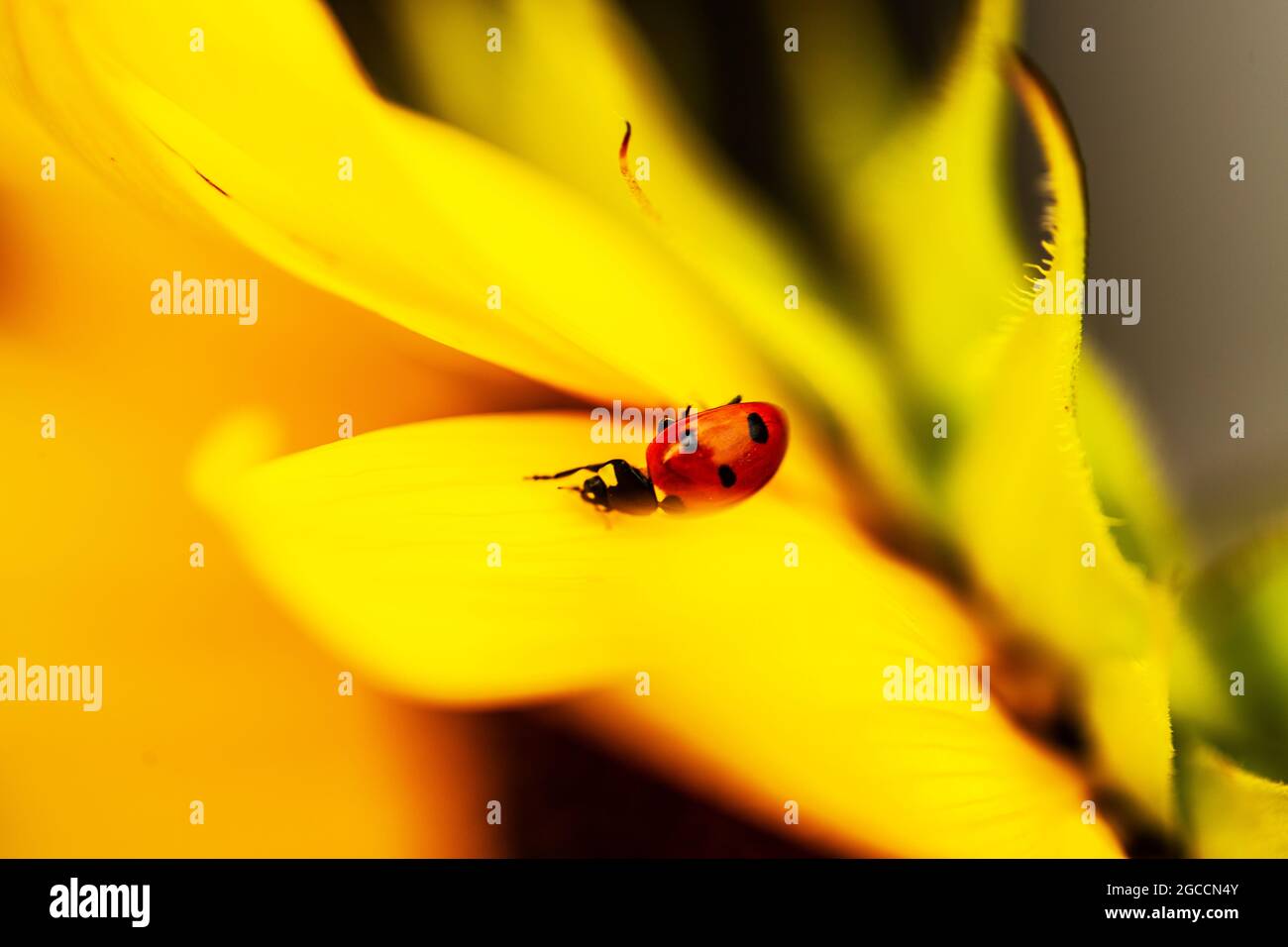 Ladybug on sunflower, summer time, beetle time, postcard Stock Photo ...