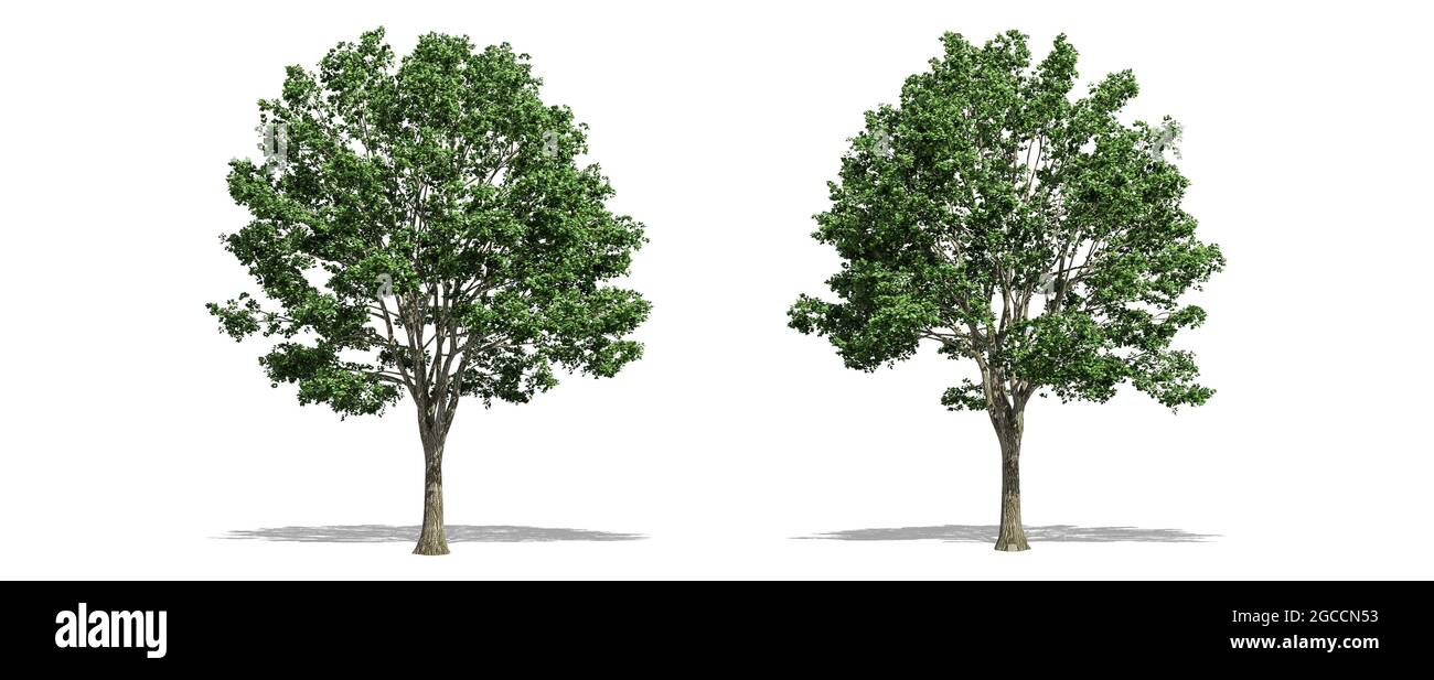 Beautiful Tilia tree isolated and cutting on a white background with ...