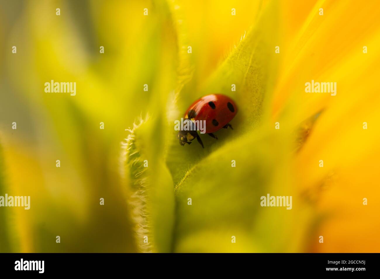 Ladybug on sunflower, summer time, beetle time, postcard Stock Photo ...