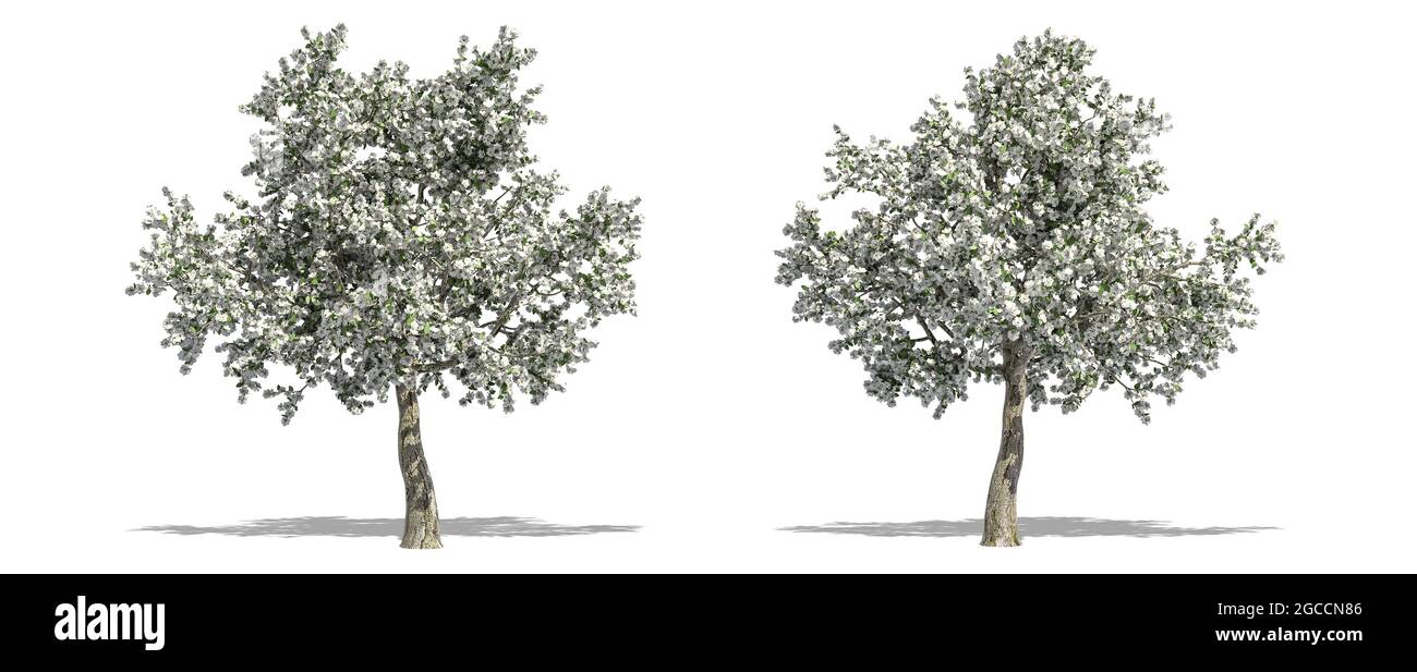 Beautiful Pyrus tree isolated and cutting on a white background with ...