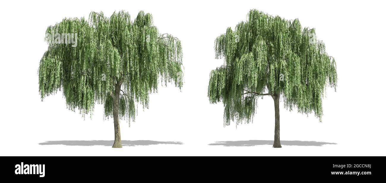 Beautiful Salix tree isolated and cutting on a white background with ...