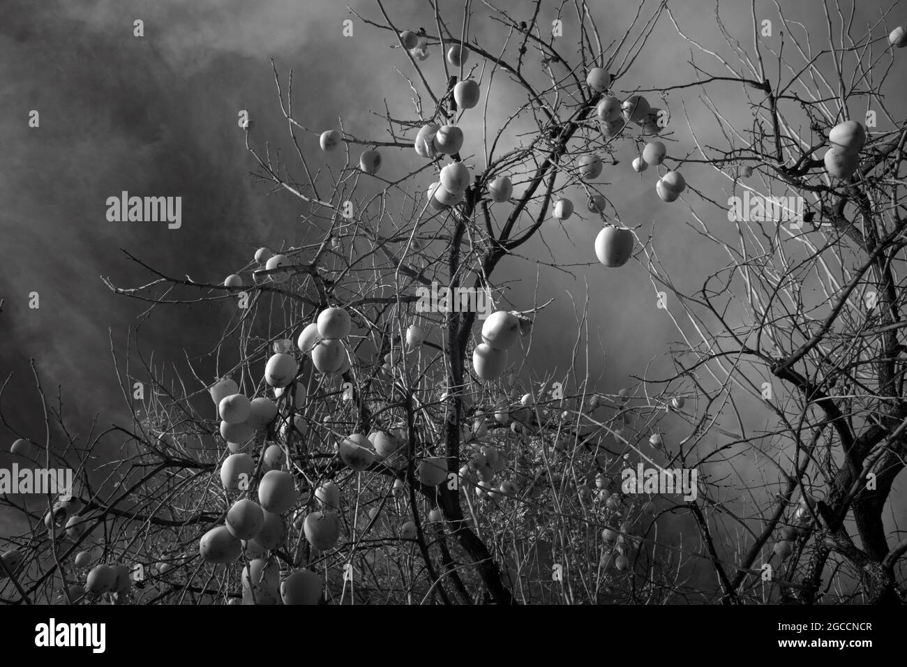 photo, archive, photograph, photography, background, memory, vintage ...