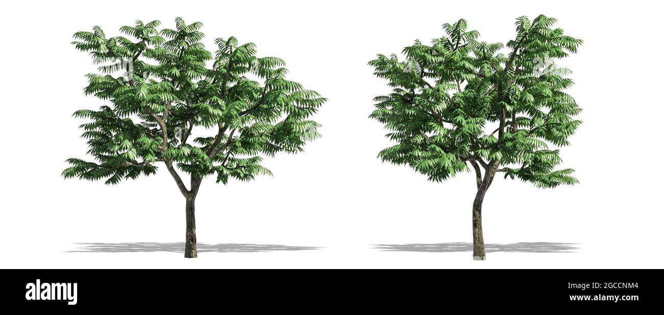 Beautiful Rhus typhina tree isolated and cutting on a white background ...