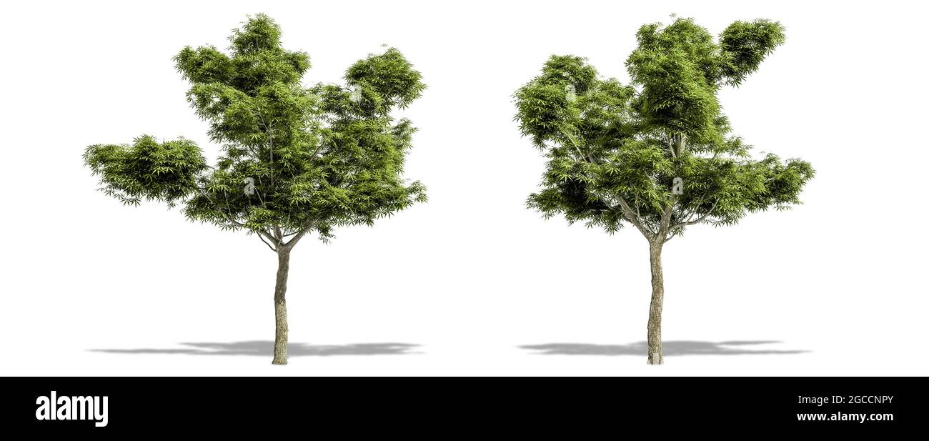 Beautiful tree isolated and cutting on a white background with clipping ...