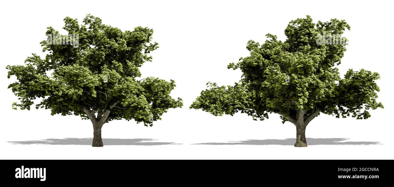Beautiful tree isolated and cutting on a white background with clipping ...