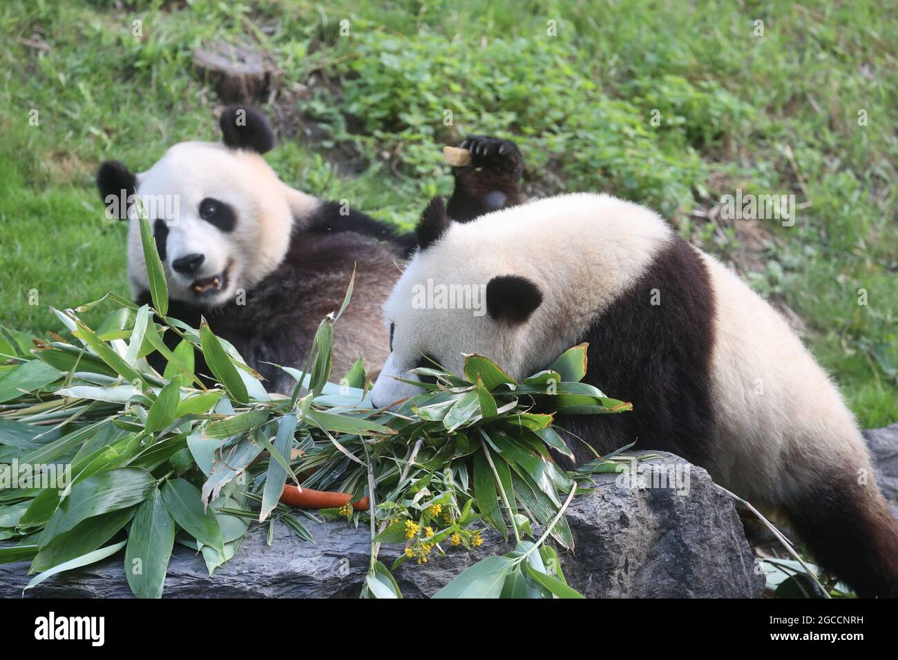 pandas Bao Di and Bao Mei celebrate their second anniversary at the ...