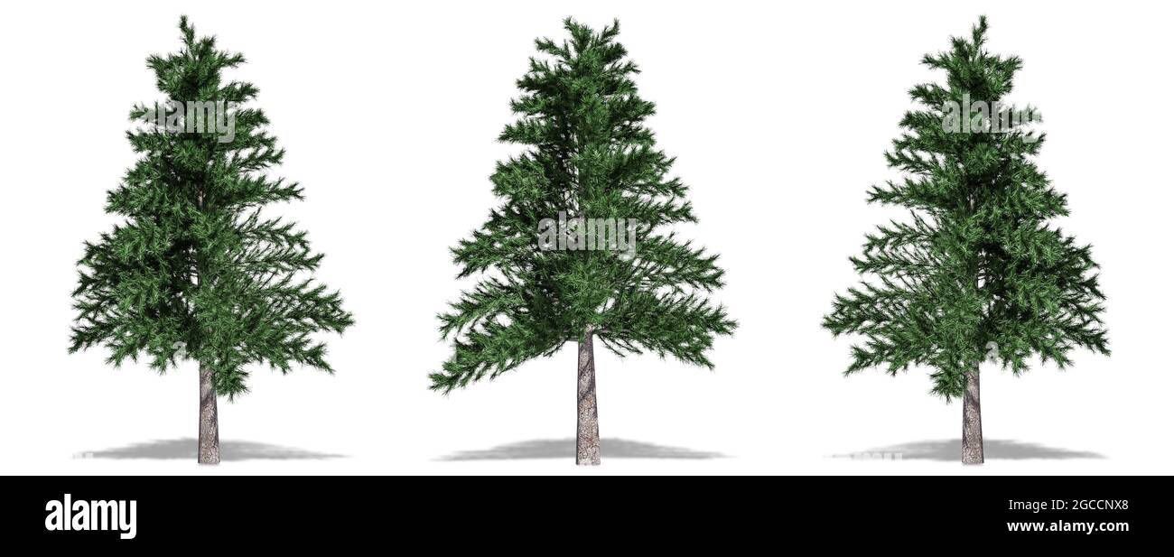 Beautiful tree isolated and cutting on a white background with clipping ...
