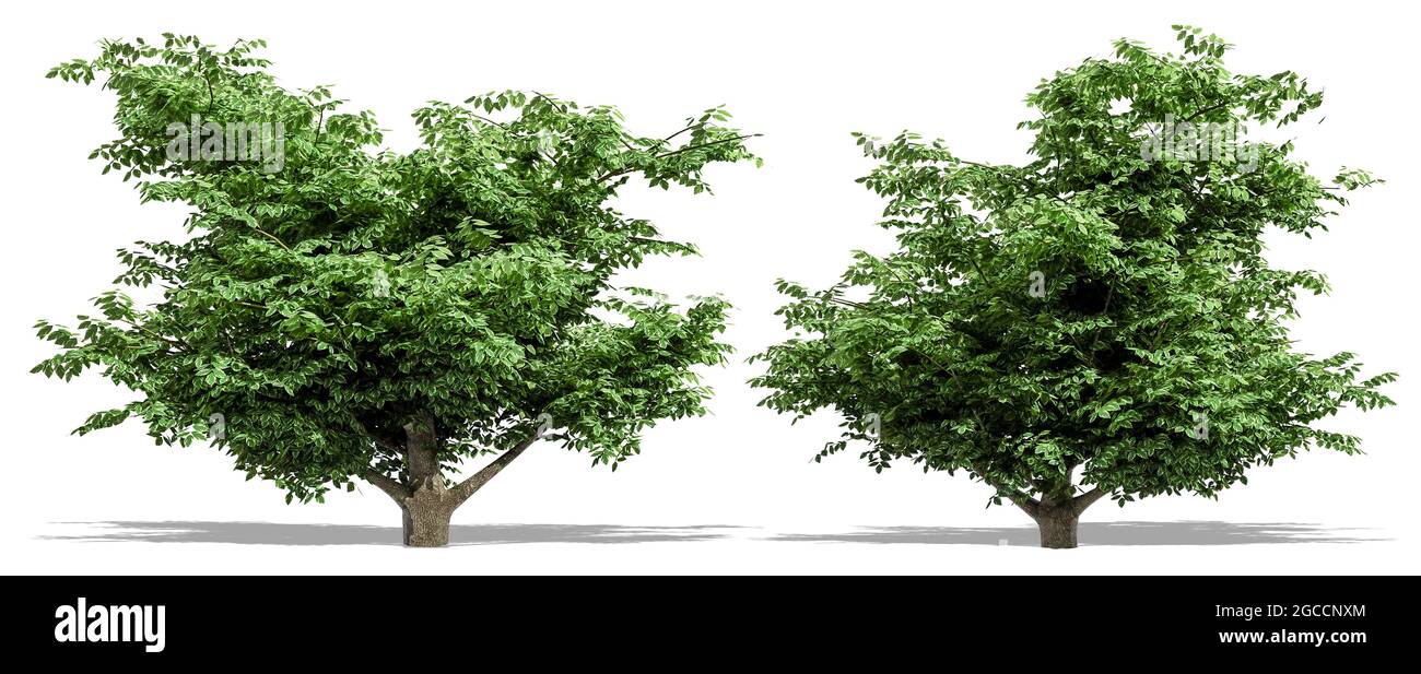 Beautiful tree isolated and cutting on a white background with clipping ...